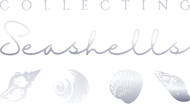 Boxing Day Sale 2025 – Page 2 – Collecting Seashells